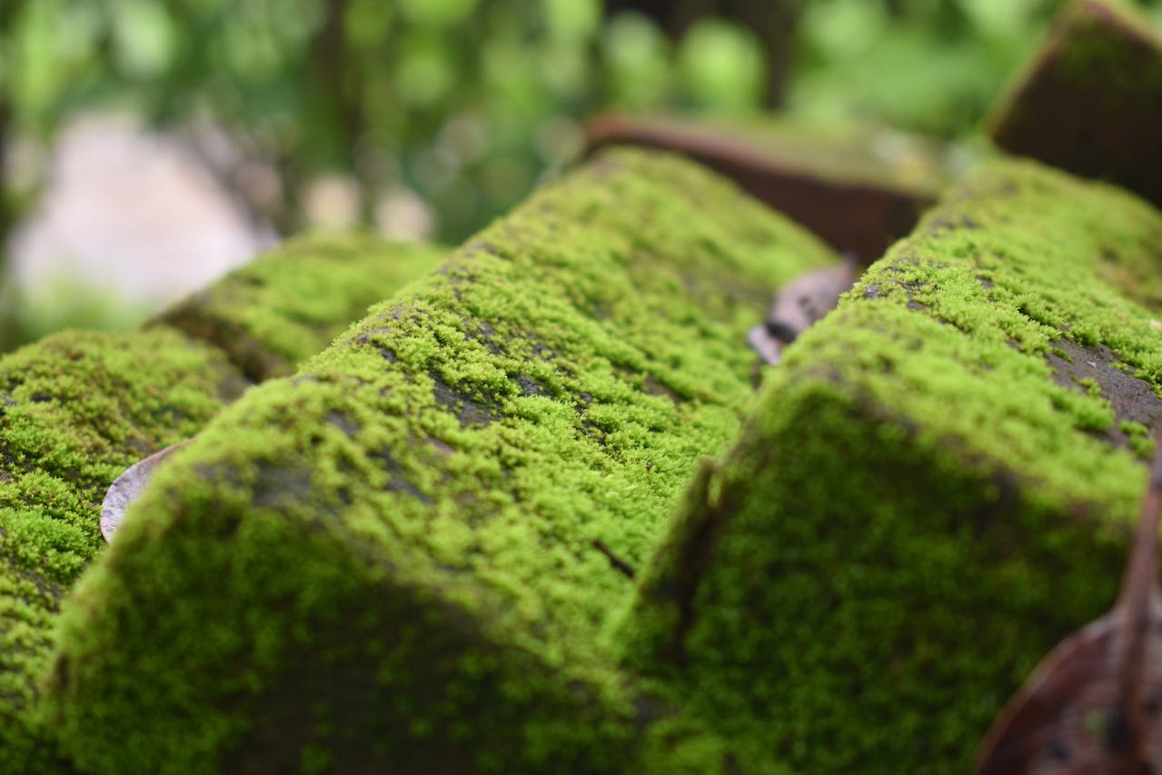 Het mos effect op jouw interieur dankzij een mosschilderij of moswand ...